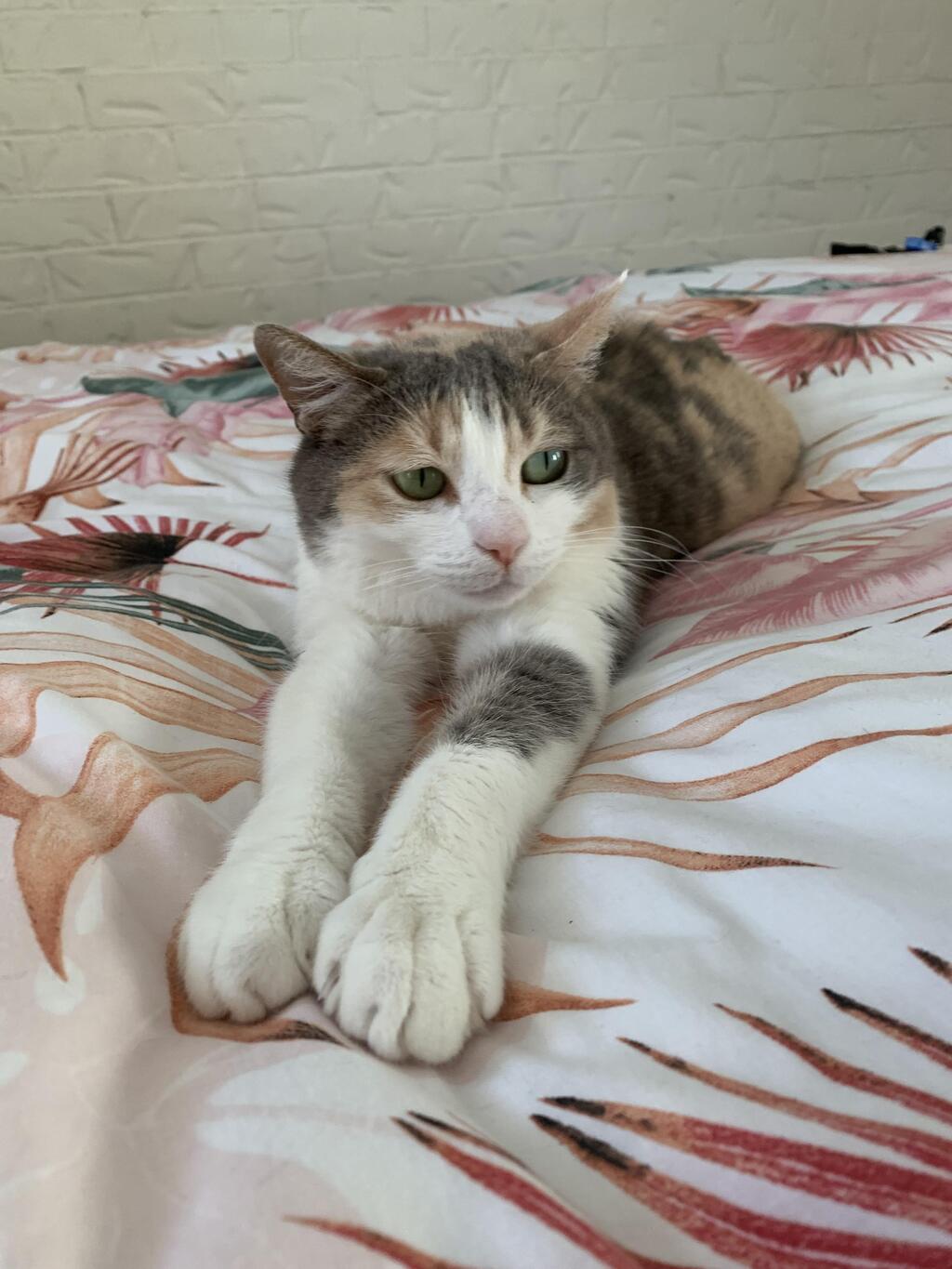 Sabine - Female Manx Mix Cat in QLD - PetRescue