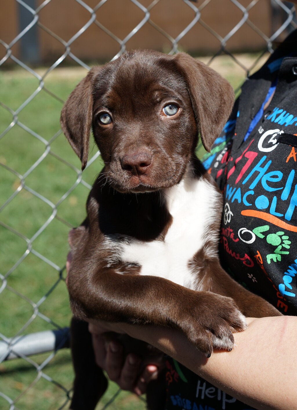 Maddy - Large Female German Shorthaired Pointer x Neapolitan Mastiff ...