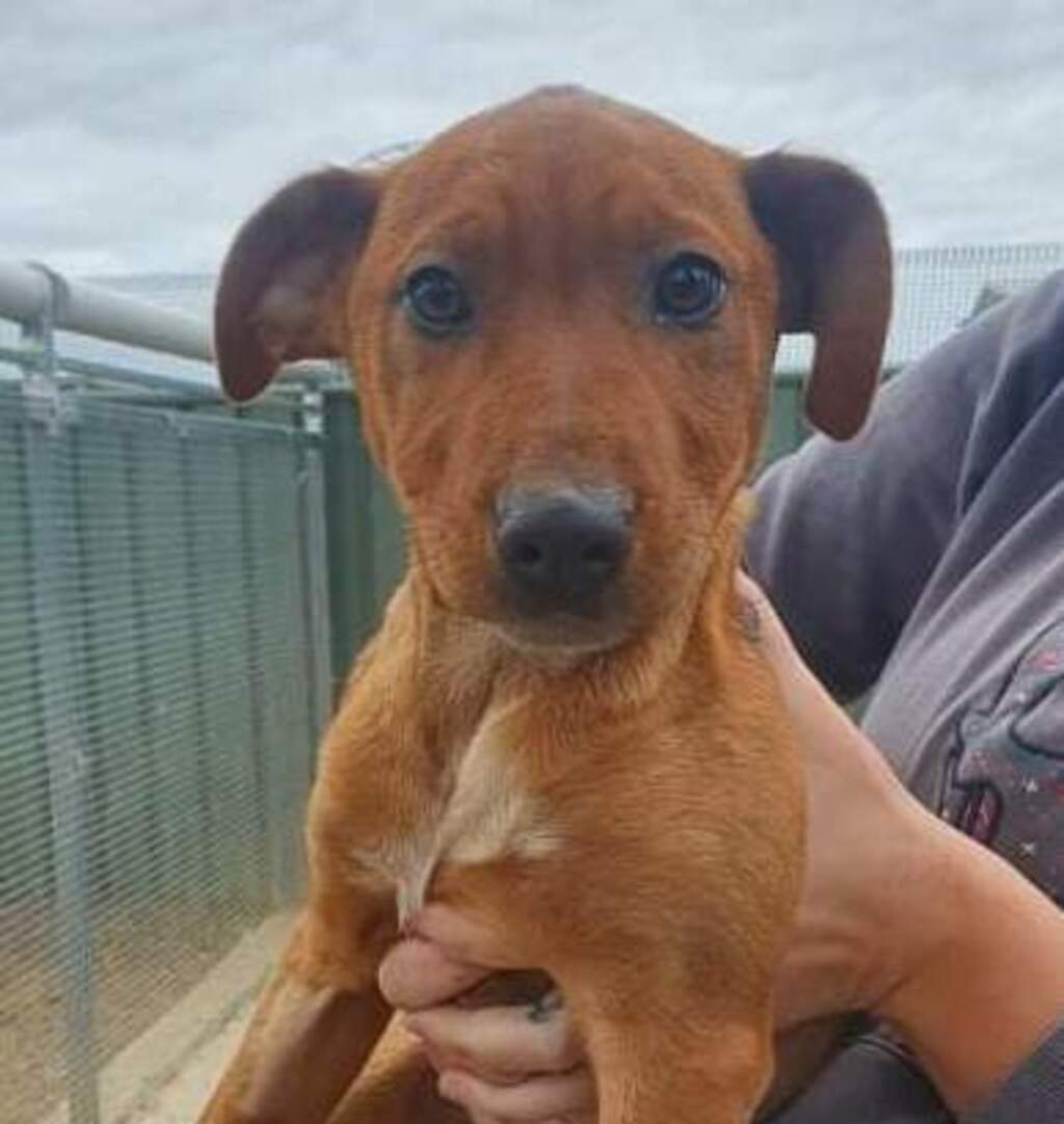 Dukes - Medium Male Bull Terrier x Rhodesian Ridgeback Mix Dog in VIC ...