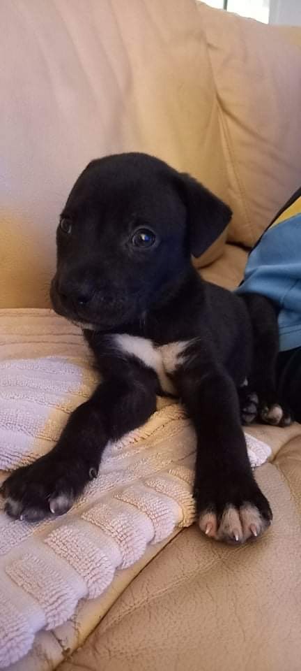 Romeo - Medium Male Mixed Breed Dog in QLD - PetRescue