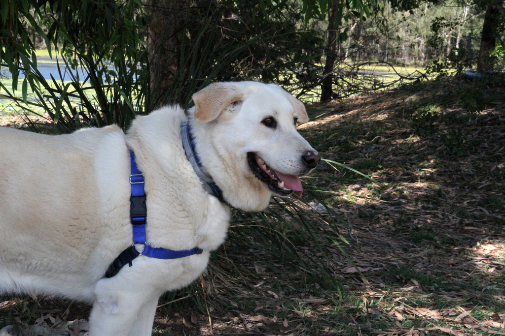Coco - Large Male Maremma Sheepdog x Labrador Retriever Mix Dog in QLD ...