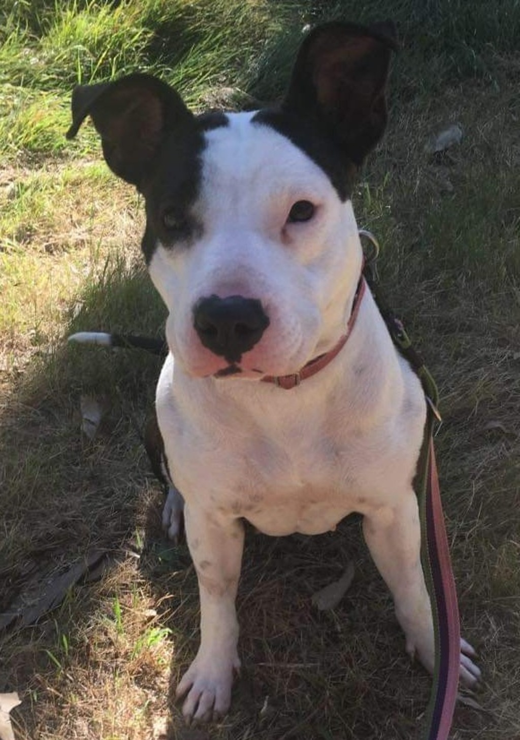 Roxy - Medium Female Staffordshire Terrier Mix Dog in NSW - PetRescue