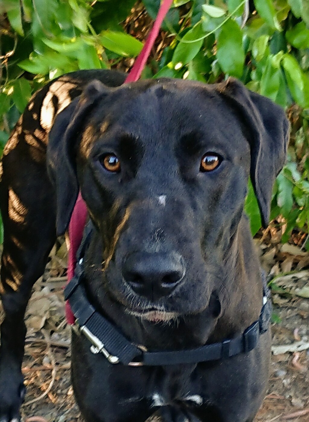 Mia - Medium Female Bull Arab x Labrador Retriever Mix Dog in QLD ...