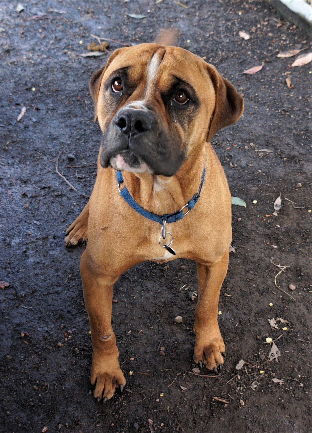 Blue - Medium Male American Bulldog x Boxer Mix Dog in TAS - PetRescue