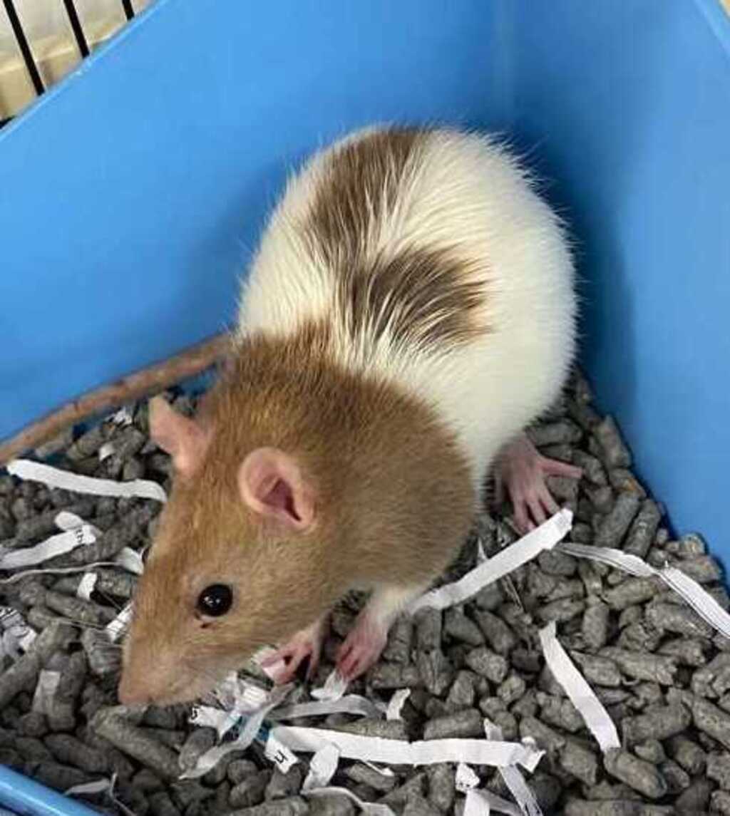 Mousey - Female Rat Mix Rodent in QLD - PetRescue