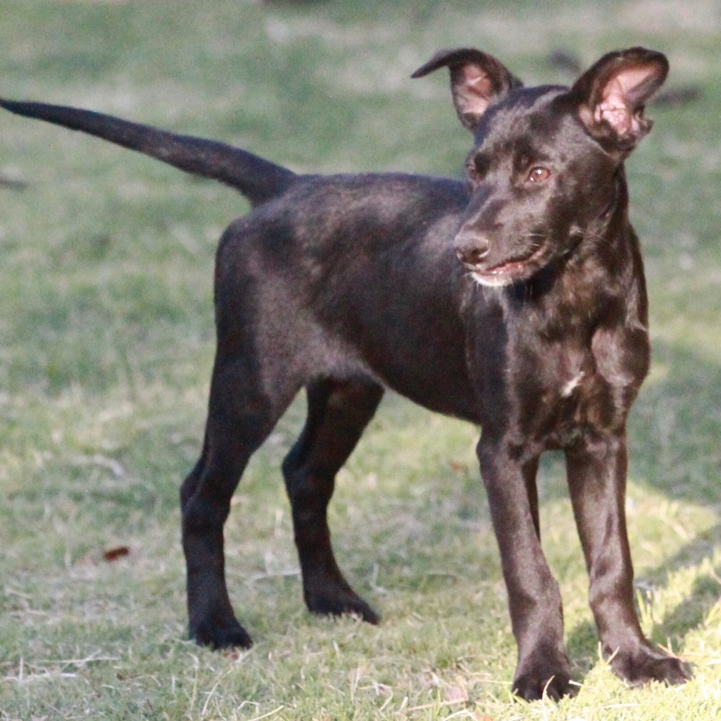 Cierra - Medium Female Mixed Breed Dog in WA - PetRescue