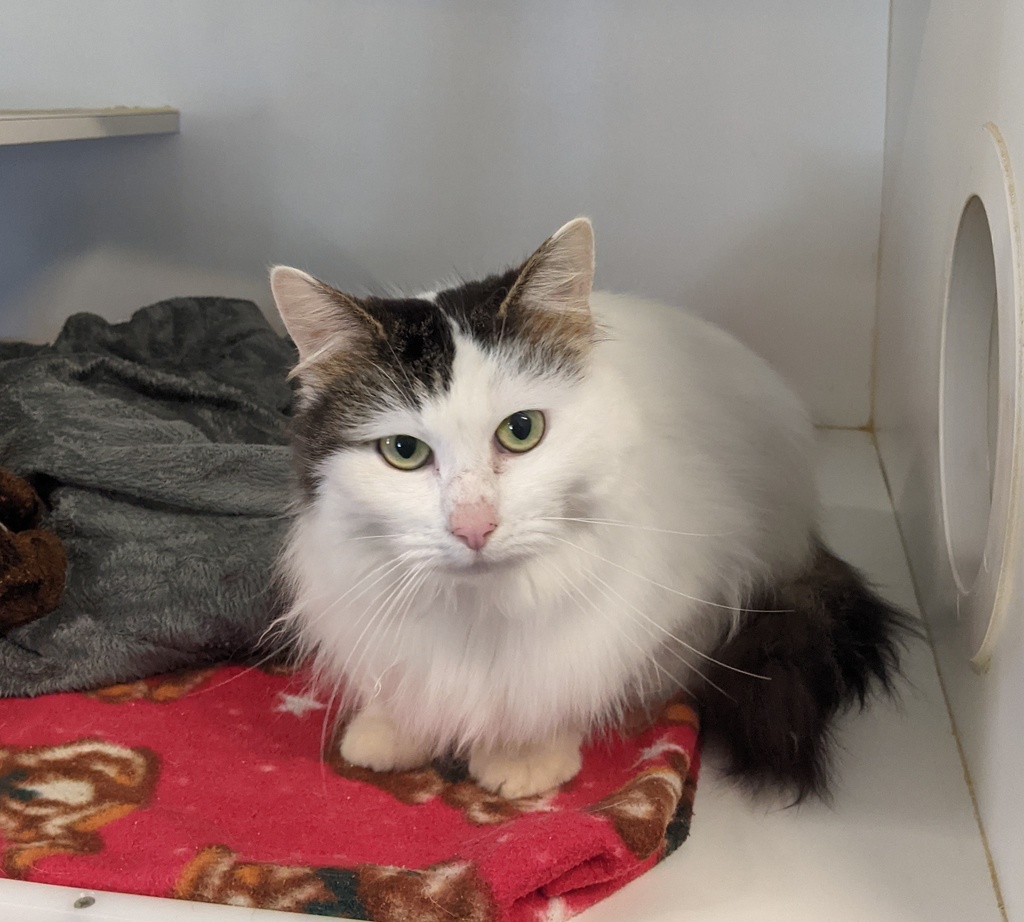 Perfect - Female Ragdoll x Dsh Mix Cat in WA - PetRescue