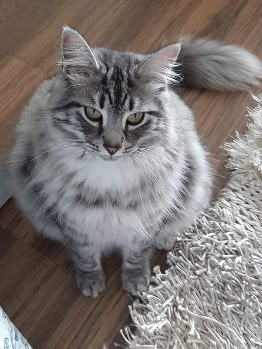 Muffy - Male Domestic Long Hair Cat in NSW - PetRescue