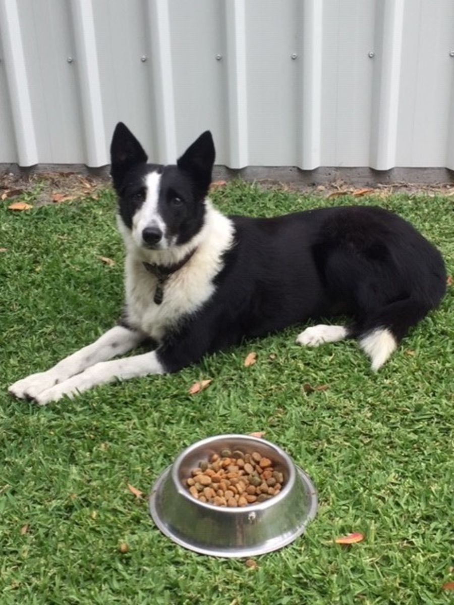 D684 Bella - Medium Female Border Collie Dog in NSW - PetRescue
