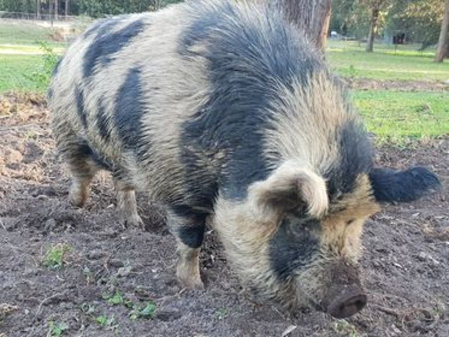 Alfie - Male Pig in NSW - PetRescue