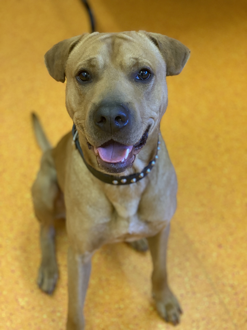 Eoin - Medium Male Rhodesian Ridgeback x Shar Pei Mix Dog in QLD ...