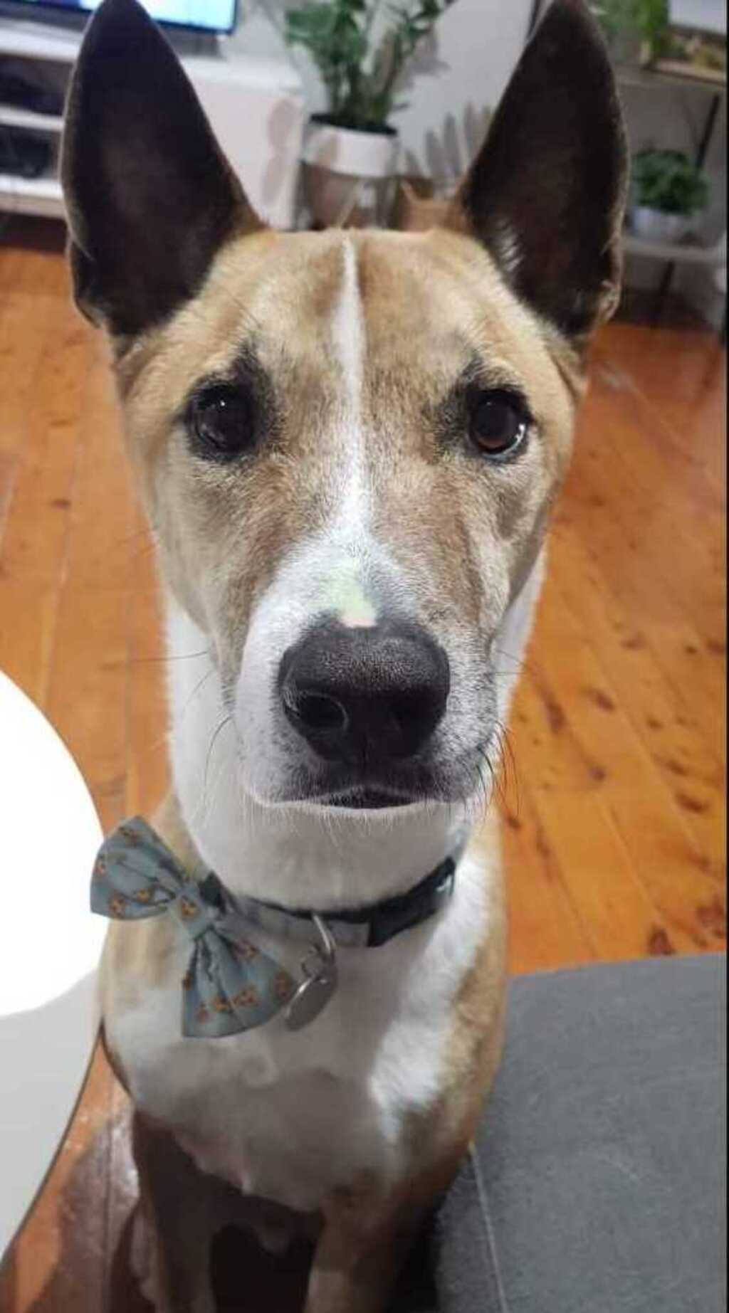 Rufus - Medium Male Lurcher x English Staffordshire Bull Terrier Mix ...