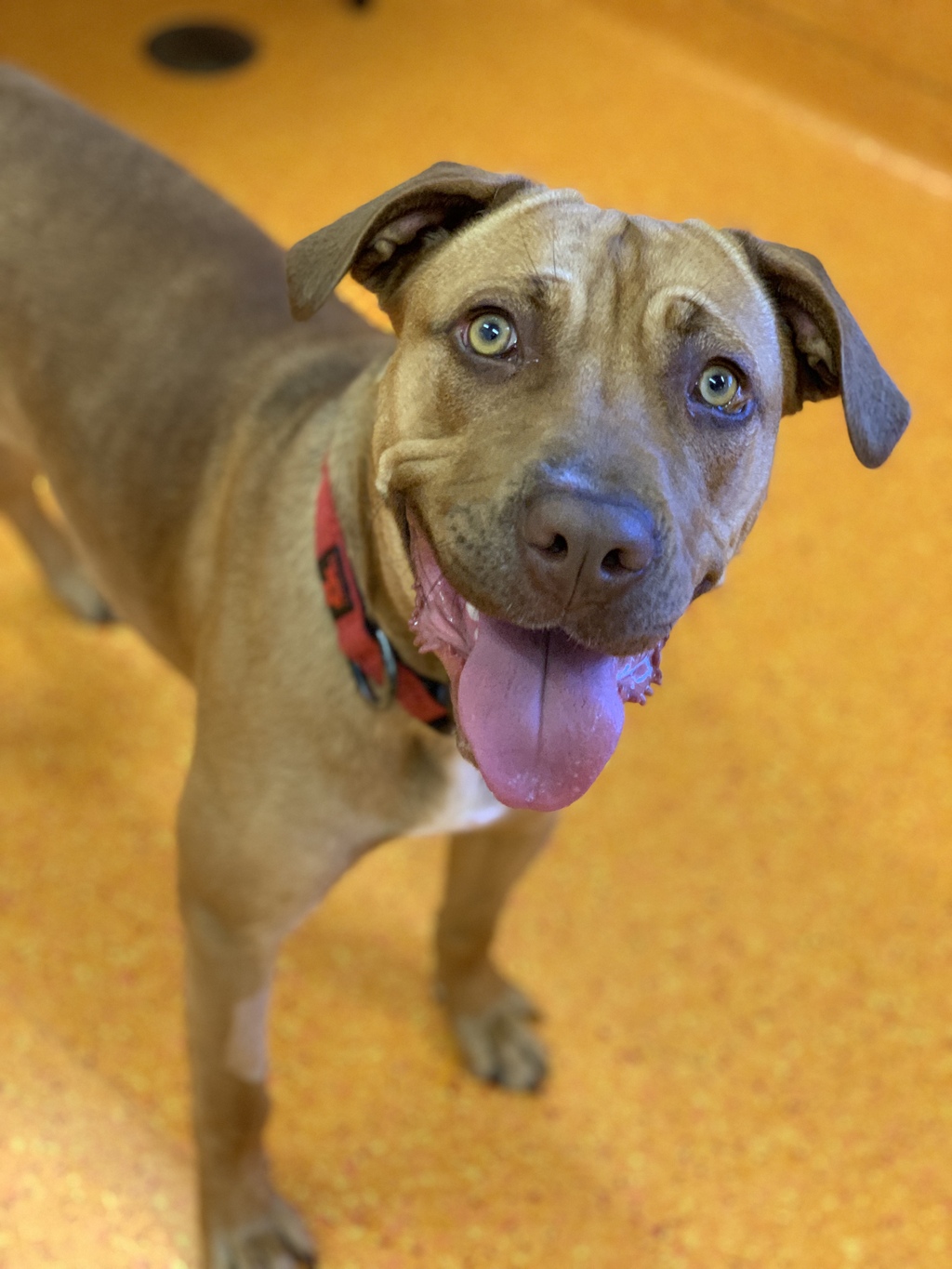 Virginia - Medium Female Dogue De Bordeaux x American Staffordshire ...
