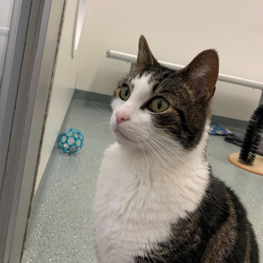 Pushkin - Male Domestic Short Hair Cat in VIC - PetRescue