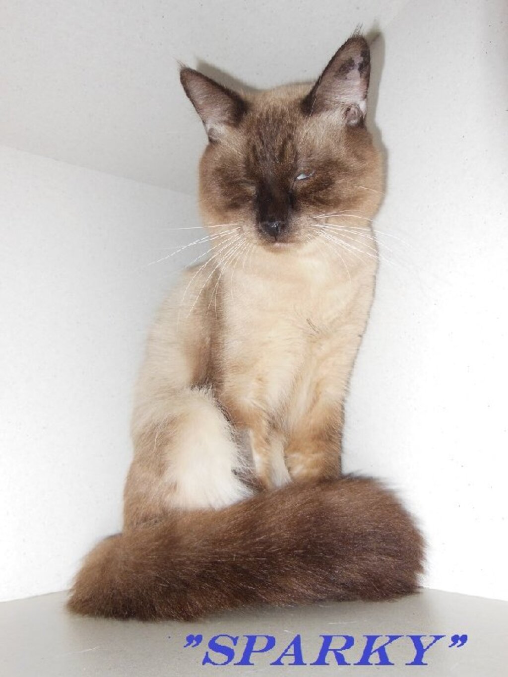 Sparky - Male Birman x Ragdoll Mix Cat in QLD - PetRescue