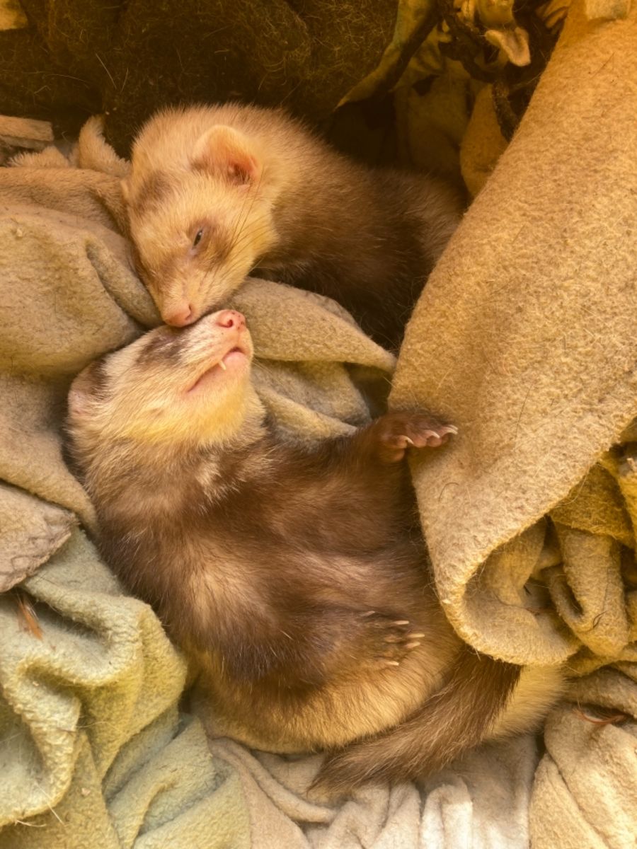 Frankie & Fudge - Male Ferret in VIC - PetRescue