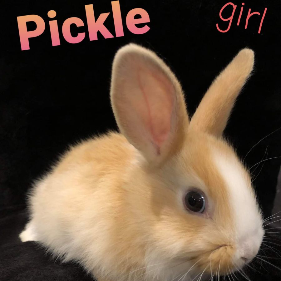 Pickle - Female Mix Rabbit in NSW - PetRescue
