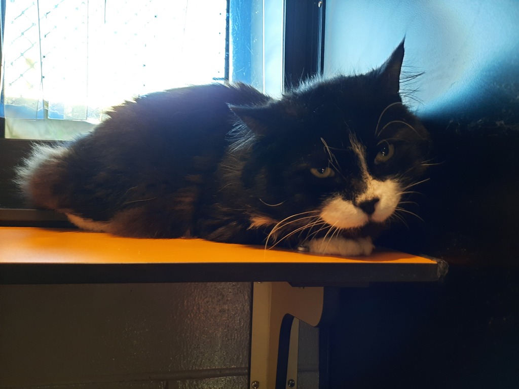 Major - Male Manx Mix Cat in QLD - PetRescue