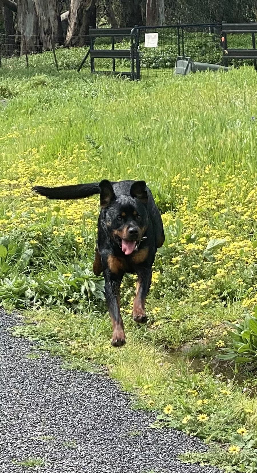 Bobby - Large Male Rottweiler Dog in NSW - PetRescue