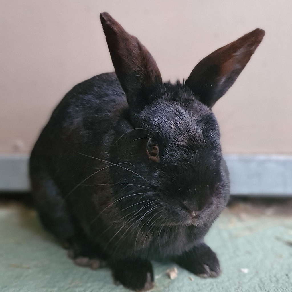 Sootie - Male Netherland Dwarf Mix Rabbit in VIC - PetRescue