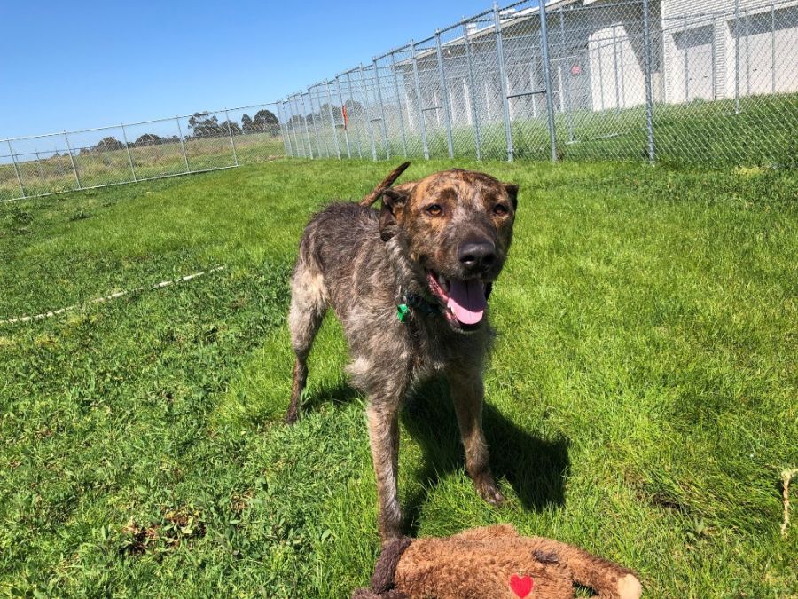 Patrick - Large Male Staghound Dog in VIC - PetRescue