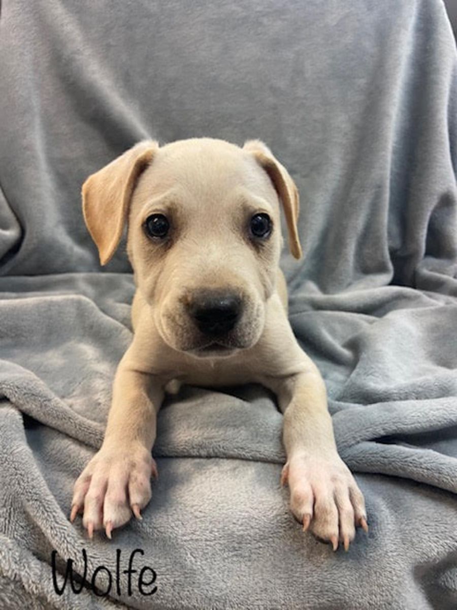 Wolfe - Large Male Mastiff Mix Dog in QLD - PetRescue