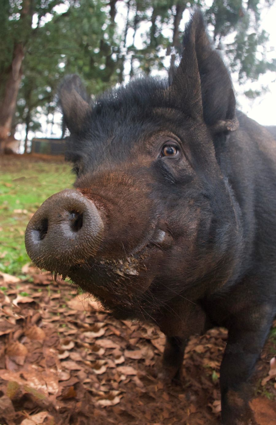 Cara - Grumpy but Gorgeous! - Female Pig in VIC - PetRescue