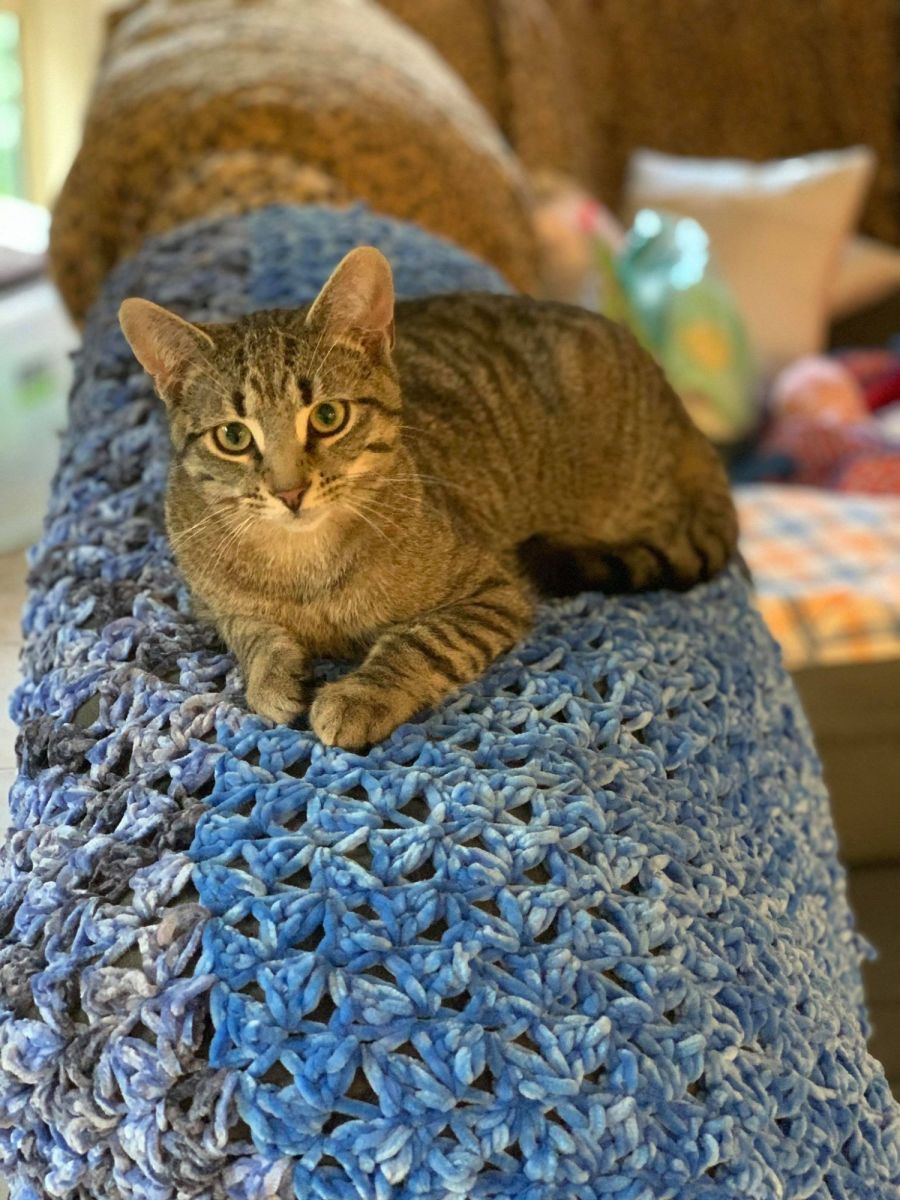 Rebel and Stumpy - Male Domestic Short Hair Cat in VIC - PetRescue