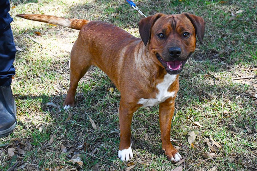 Zoomer 33854 Campbelltown ACF - Medium Male Staffy x Cavalier King ...