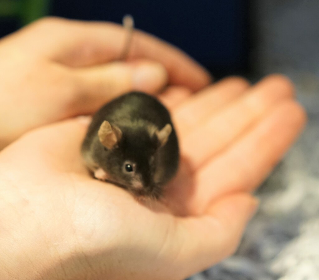 Eenie - Male Mouse Mix Rodent in QLD - PetRescue