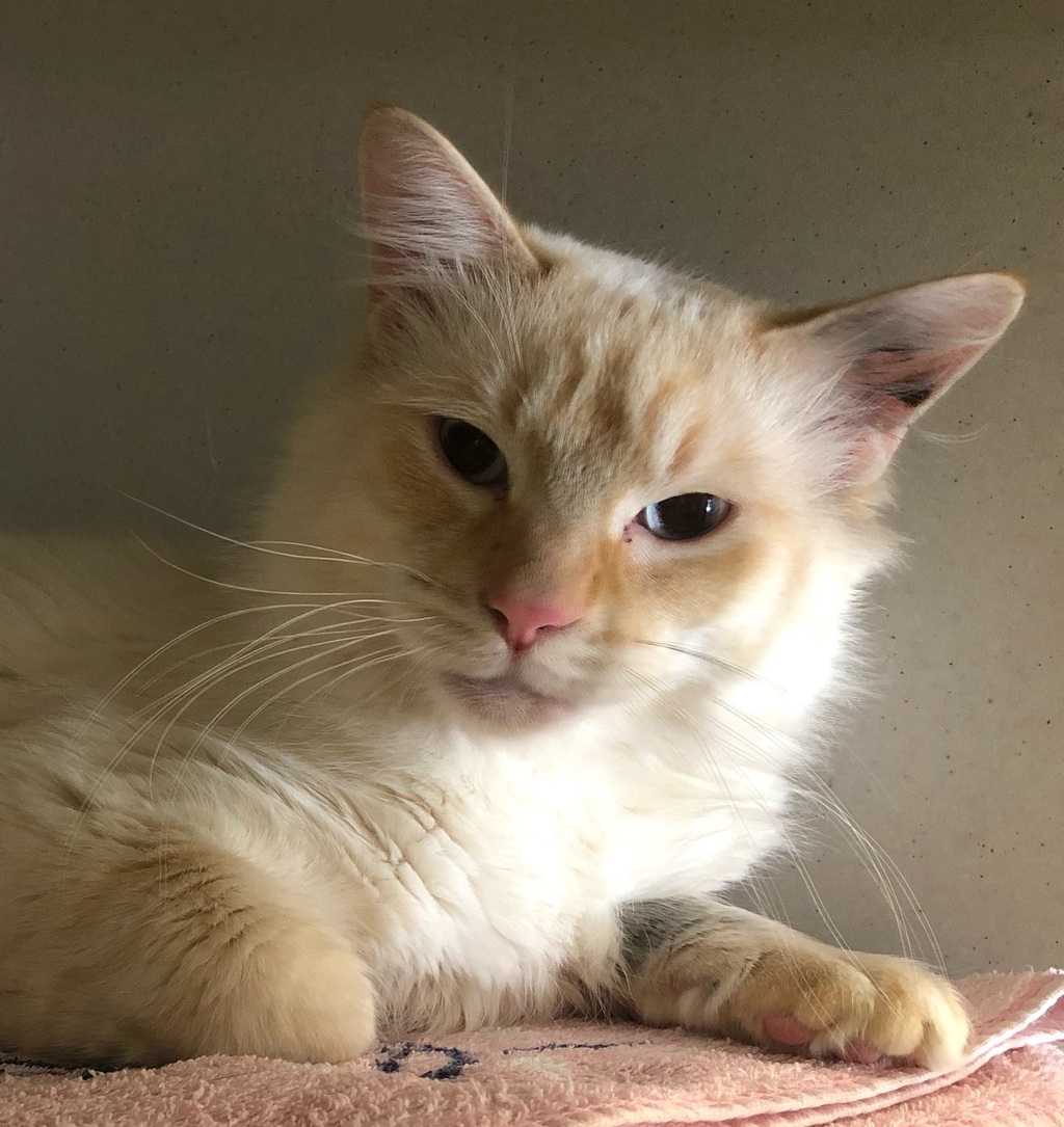 Redford - Male Layanese x Maine Coon Mix Cat in QLD - PetRescue