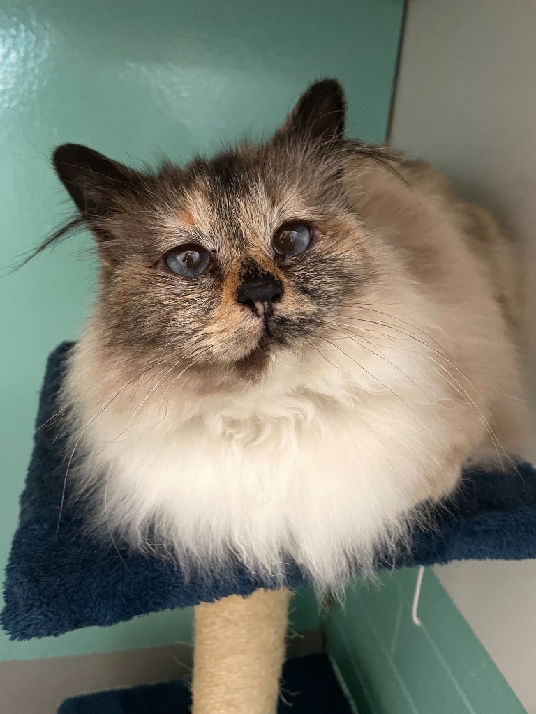 Carla - Female Birman Cat in TAS - PetRescue