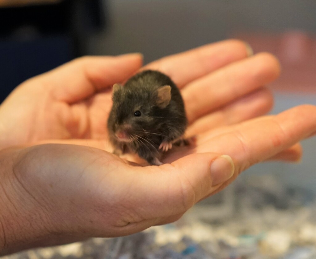 Moe - Male Mouse Manx Mix Rodent in QLD - PetRescue