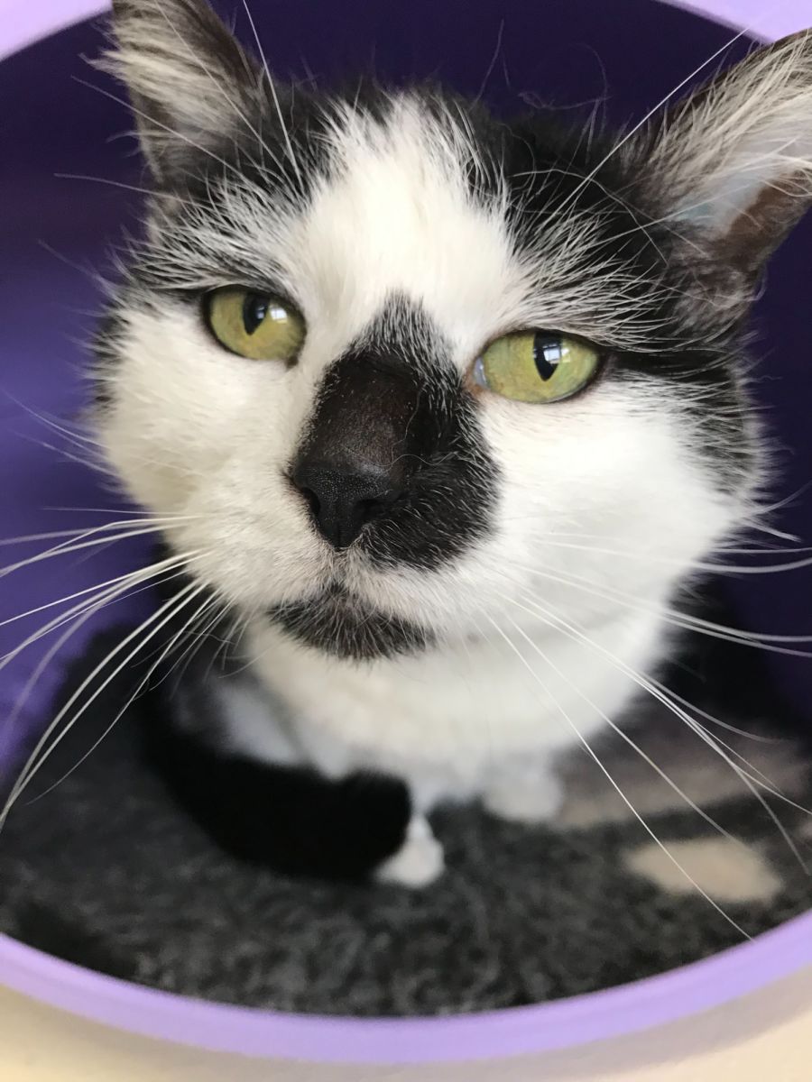 Loretta 😸 F02009 - Female Domestic Short Hair Cat in VIC - PetRescue