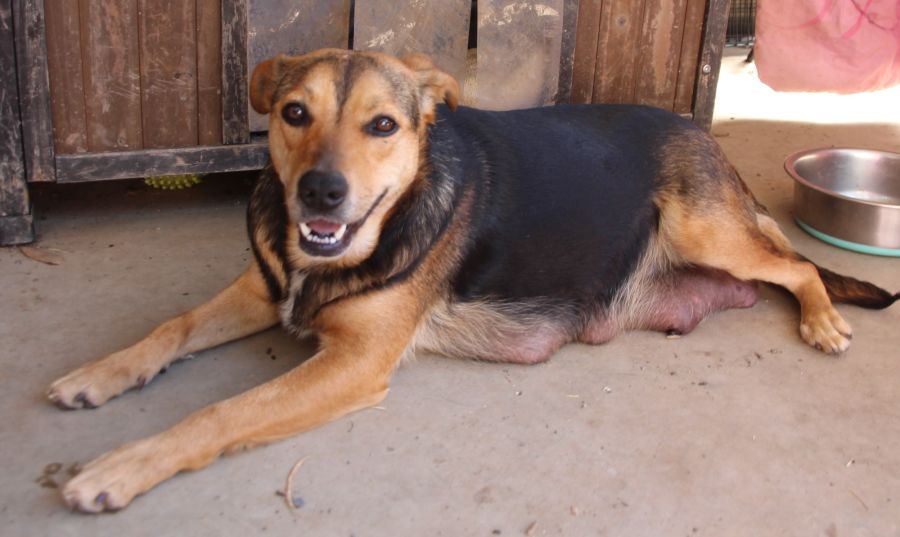 Zailey - Medium Female Kelpie Mix Dog in NSW - PetRescue
