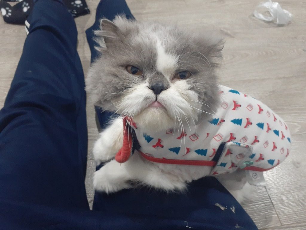 Turbo - Male Chinchilla x Persian Mix Cat in VIC - PetRescue