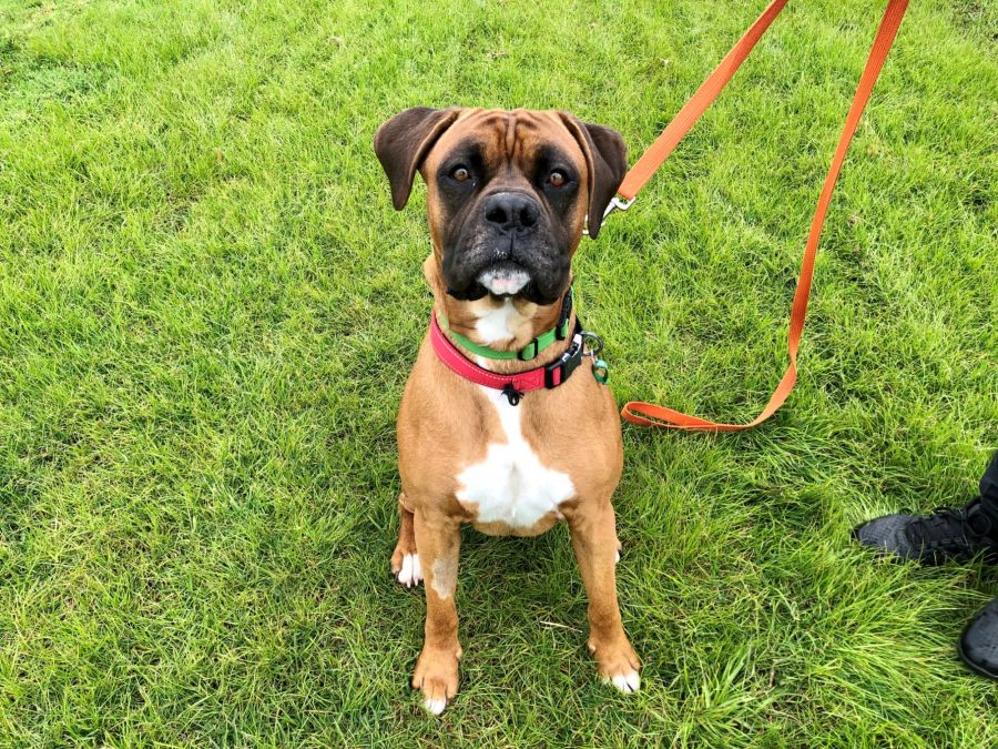 Khal - Large Male Boxer Dog in VIC - PetRescue