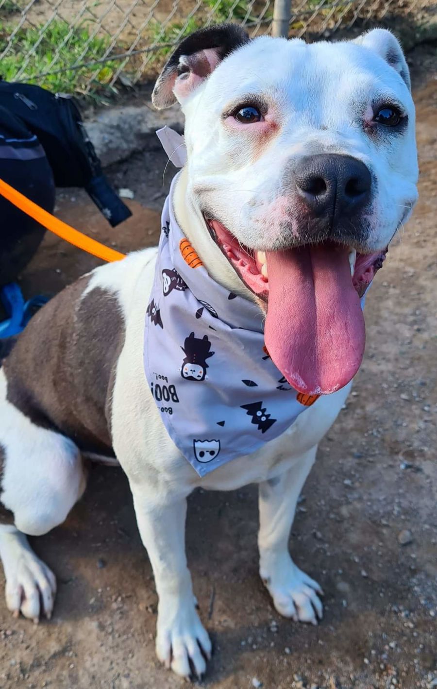 Baby - Small Female Staffy Dog in NSW - PetRescue