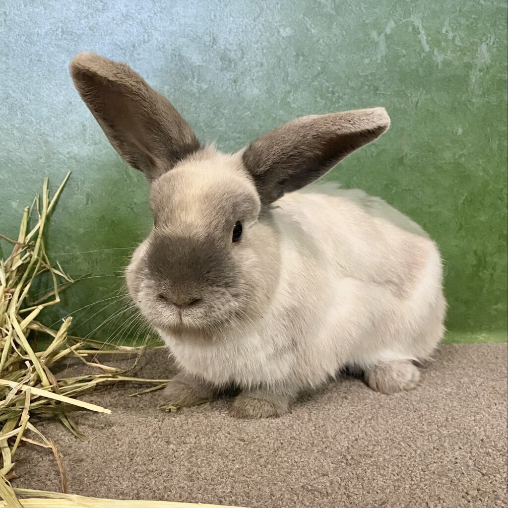 Lenny - Male Rabbit Unspecified Rabbit in VIC - PetRescue
