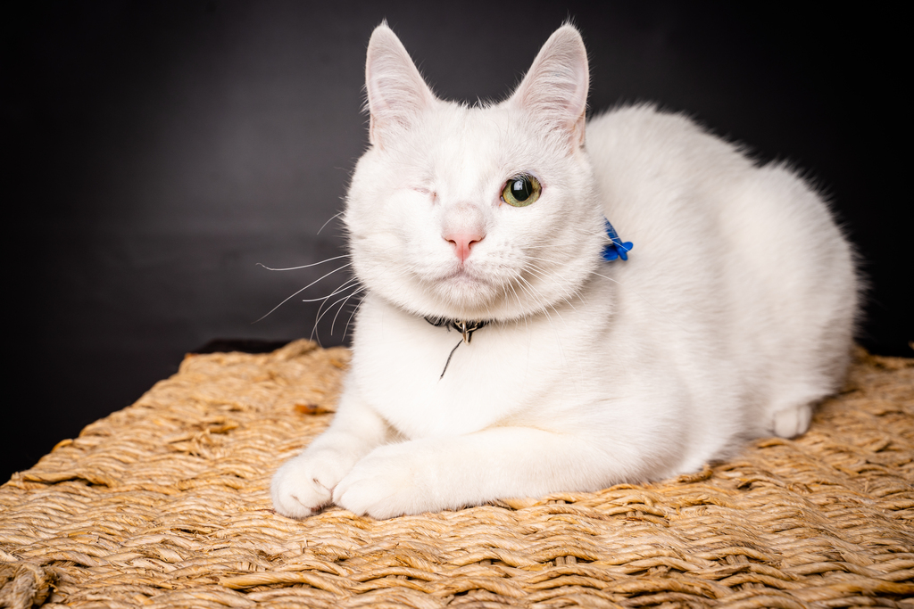 Smoosh - Male Domestic Short Hair Mix Cat in QLD - PetRescue