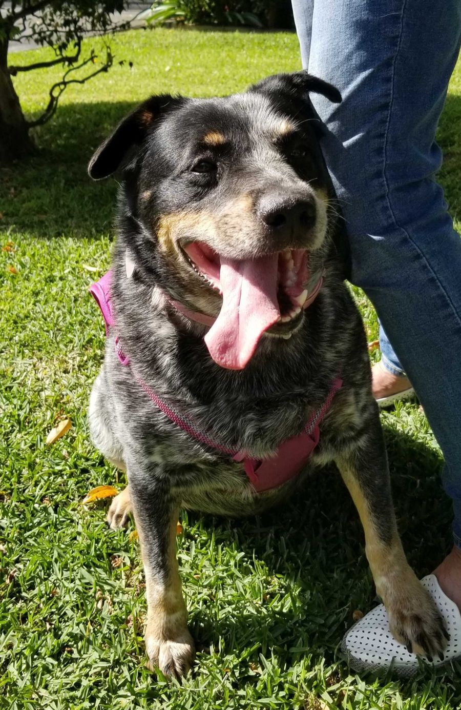 Opi - Medium Female Australian Cattle Dog Dog in NSW - PetRescue