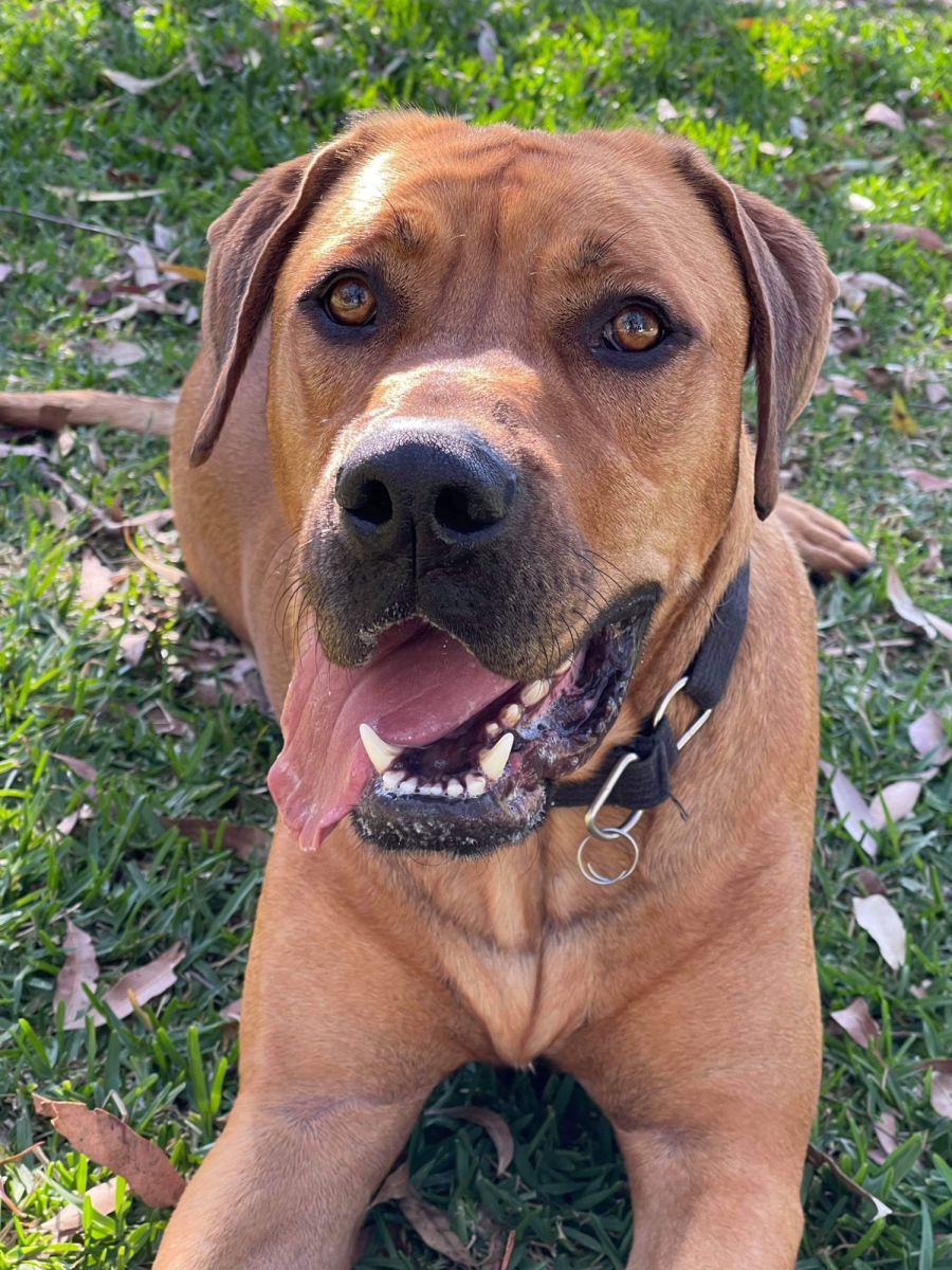Hank - Large Male Great Dane x Ridgeback Mix Dog in QLD - PetRescue