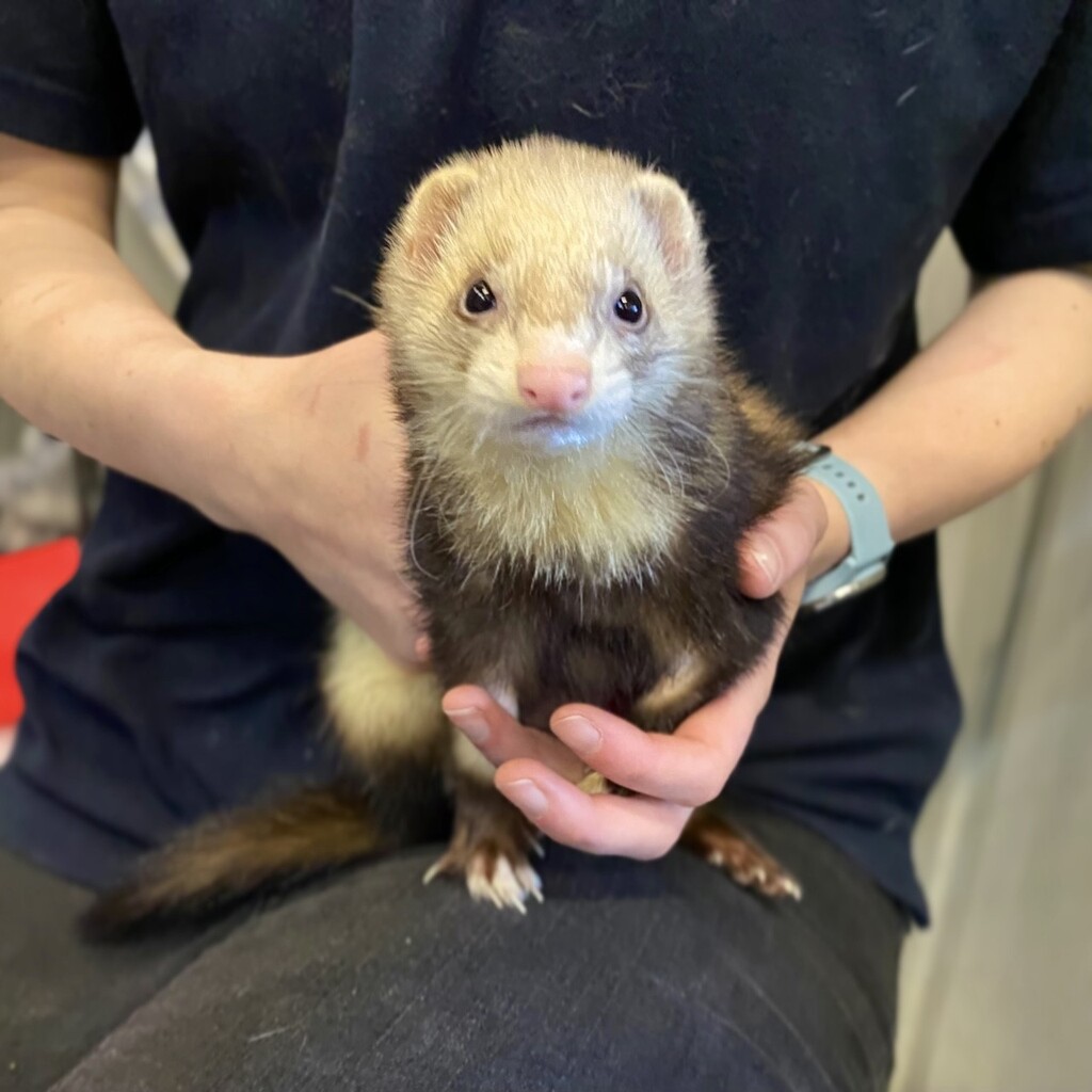 Charlotte - Female Ferret Rodent in VIC - PetRescue