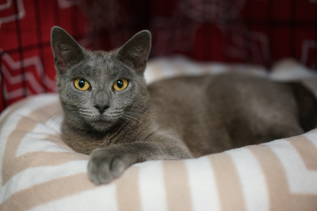 Martina - Female Manx Mix Cat in QLD - PetRescue