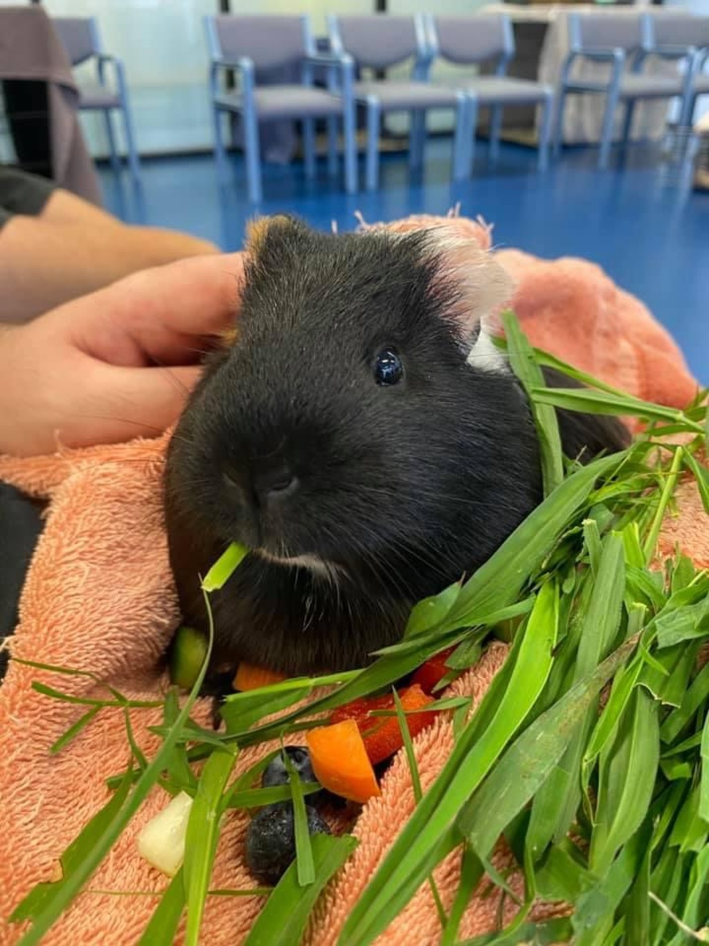 Percival - Male Short-hair Peruvian (Long Haired) Mix Guinea Pig in QLD ...