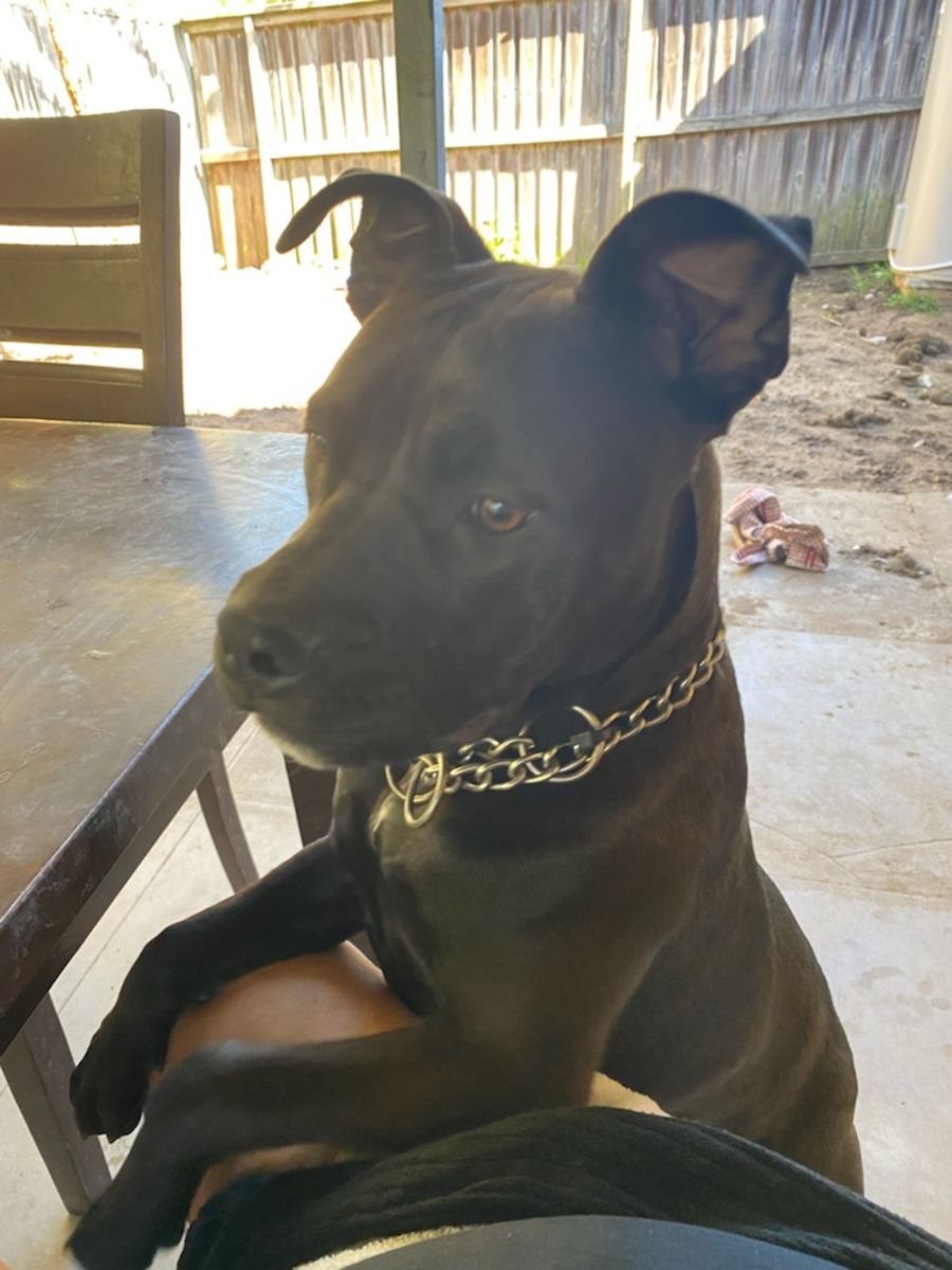Shadow - Medium Female Staffy Mix Dog in NSW - PetRescue