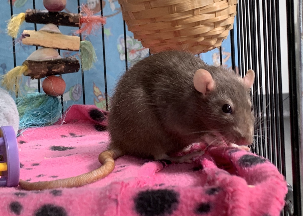 Epponnee-Rae - Female Rat Rodent in ACT - PetRescue