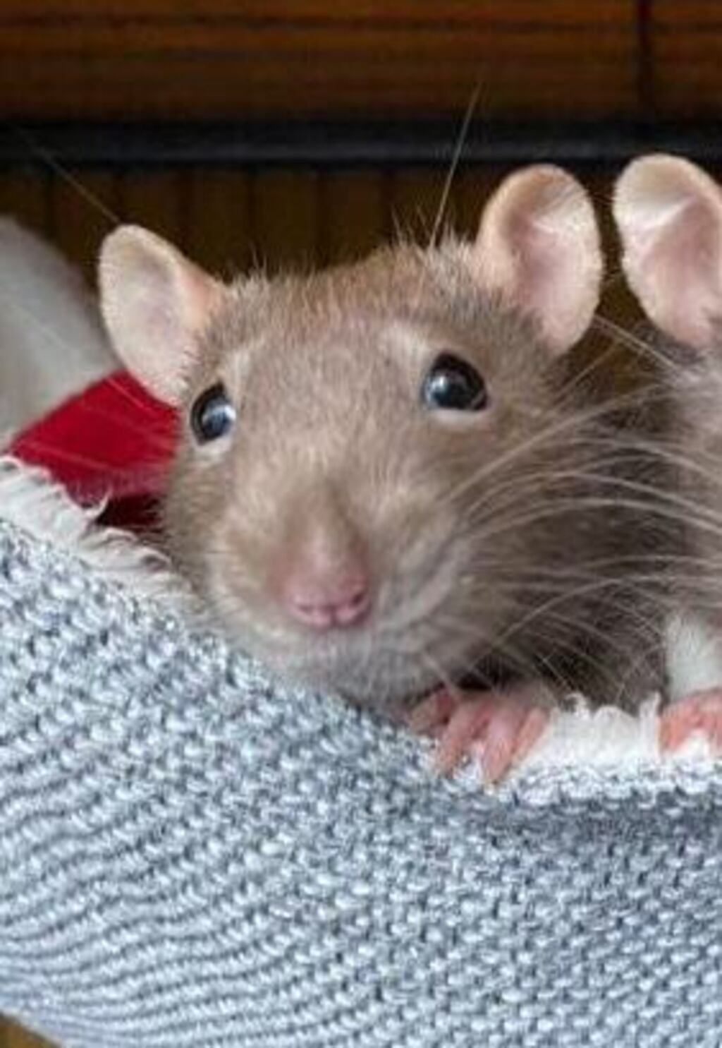 Kath - Female Rat Rodent in ACT - PetRescue