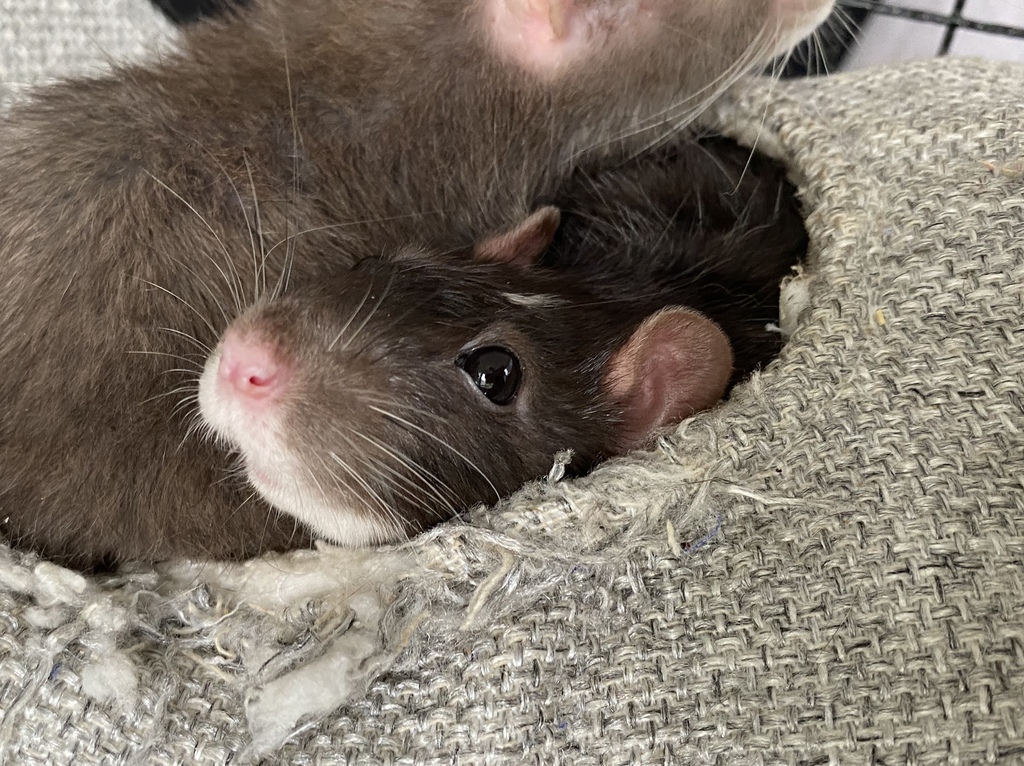 Kim - Female Rat Rodent in ACT - PetRescue