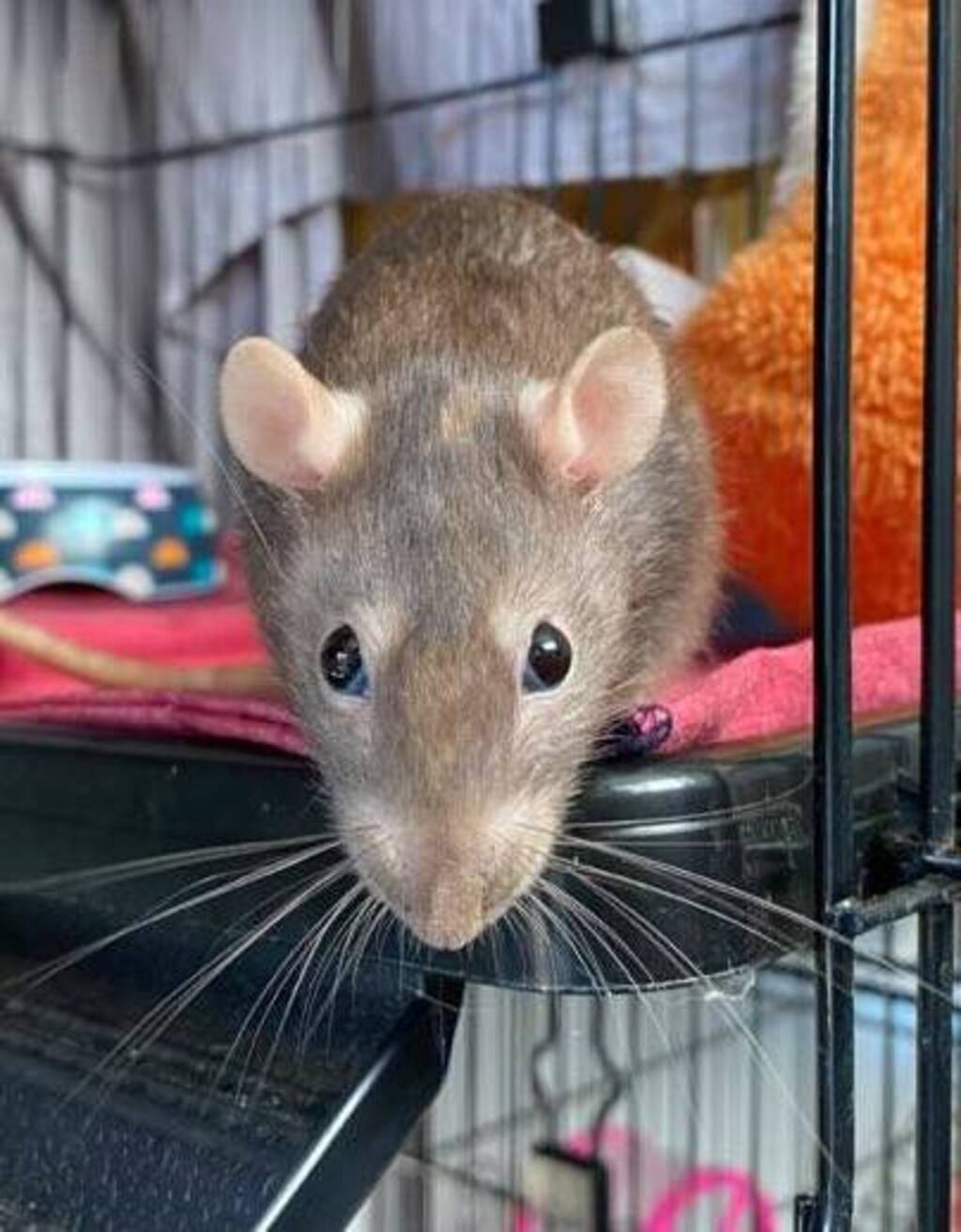 Sharon - Female Rat Rodent in ACT - PetRescue